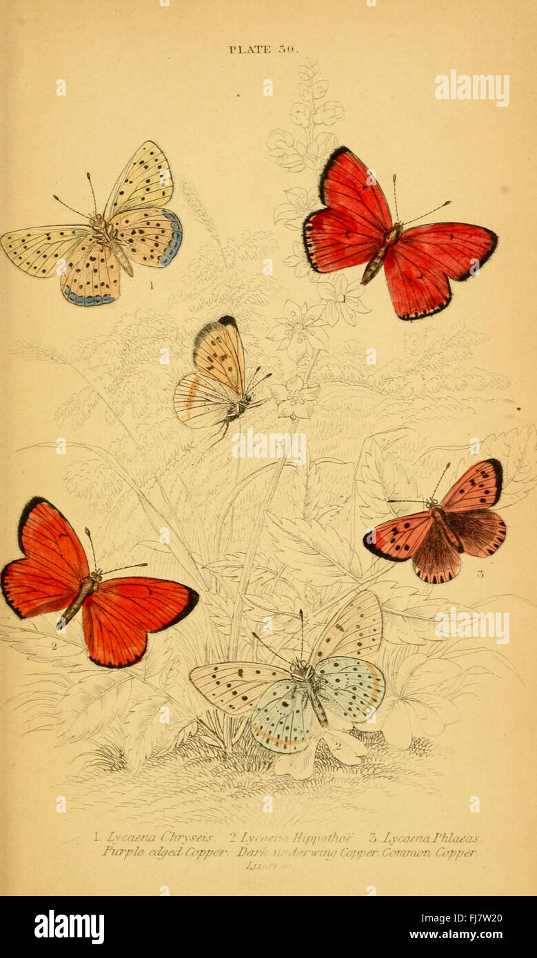 The Natural History of British Butterflies, a detailed study and ...