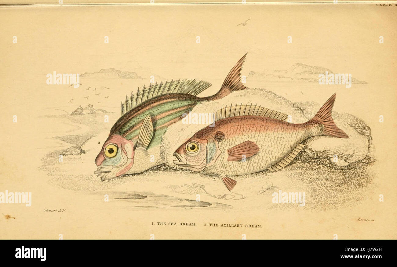 Historical fish identification hi-res stock photography and images - Alamy