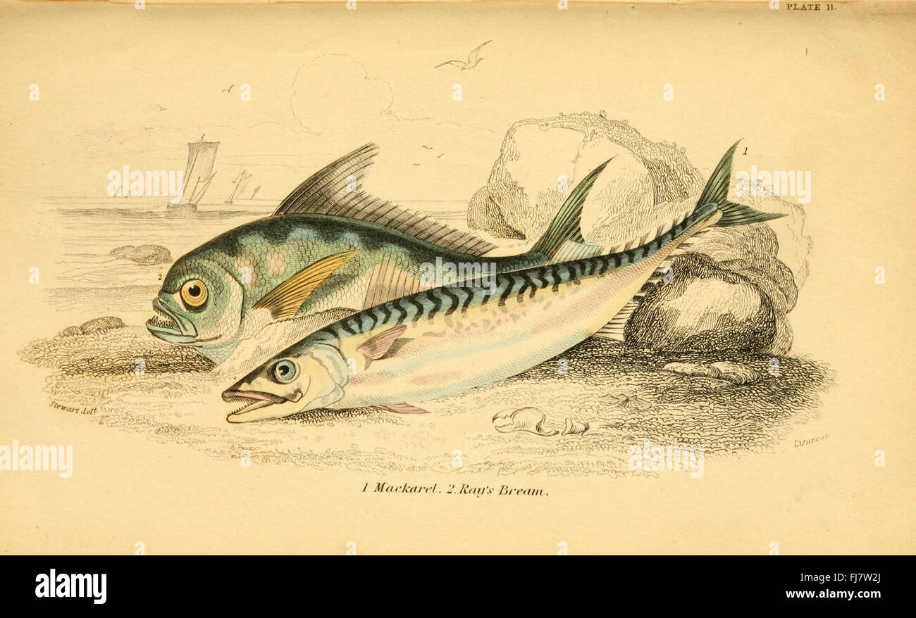 The Natural History of British Fishes Stock Photo - Alamy