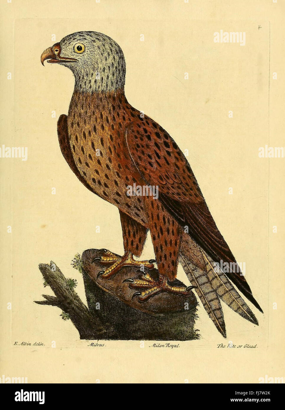 A natural history of birds (Numb. IV Stock Photo - Alamy
