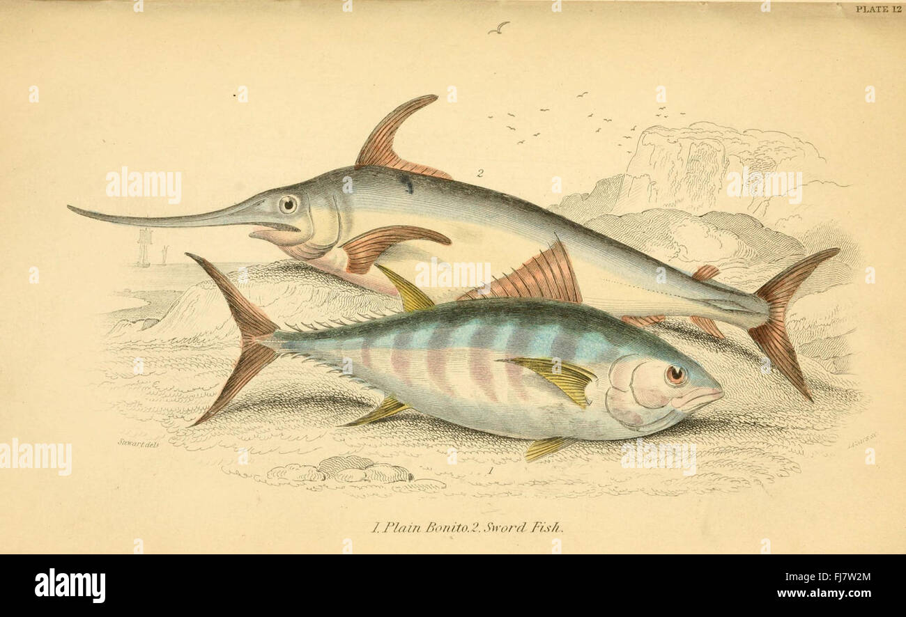 Evolution fishes illustration hi-res stock photography and images - Alamy