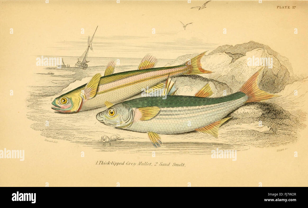 A natural history account of British fishes, covering species from the ...