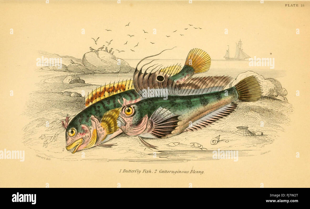 A comprehensive historical study of British fishes, examining their ...