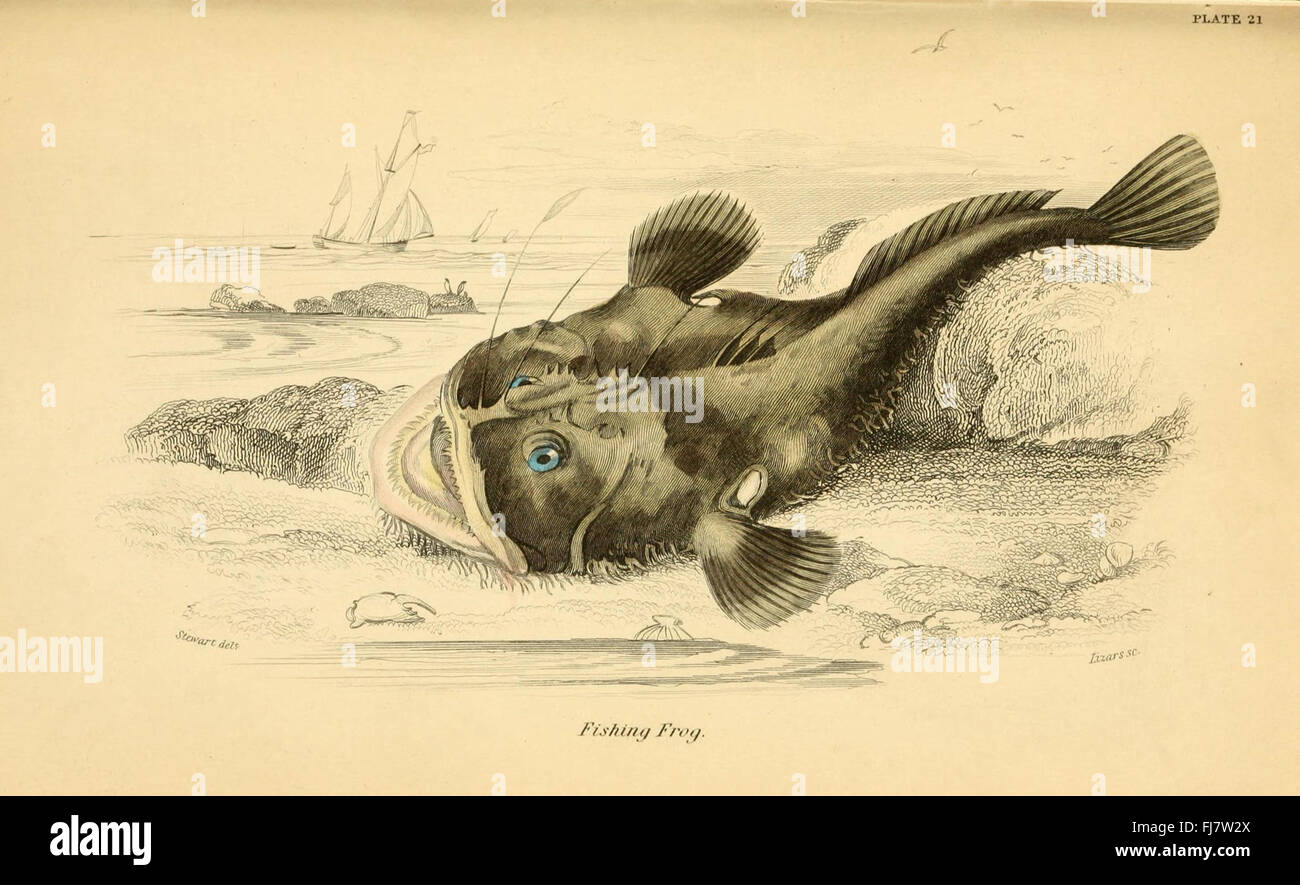 This historical study documents British fish species between 1507-1566 ...