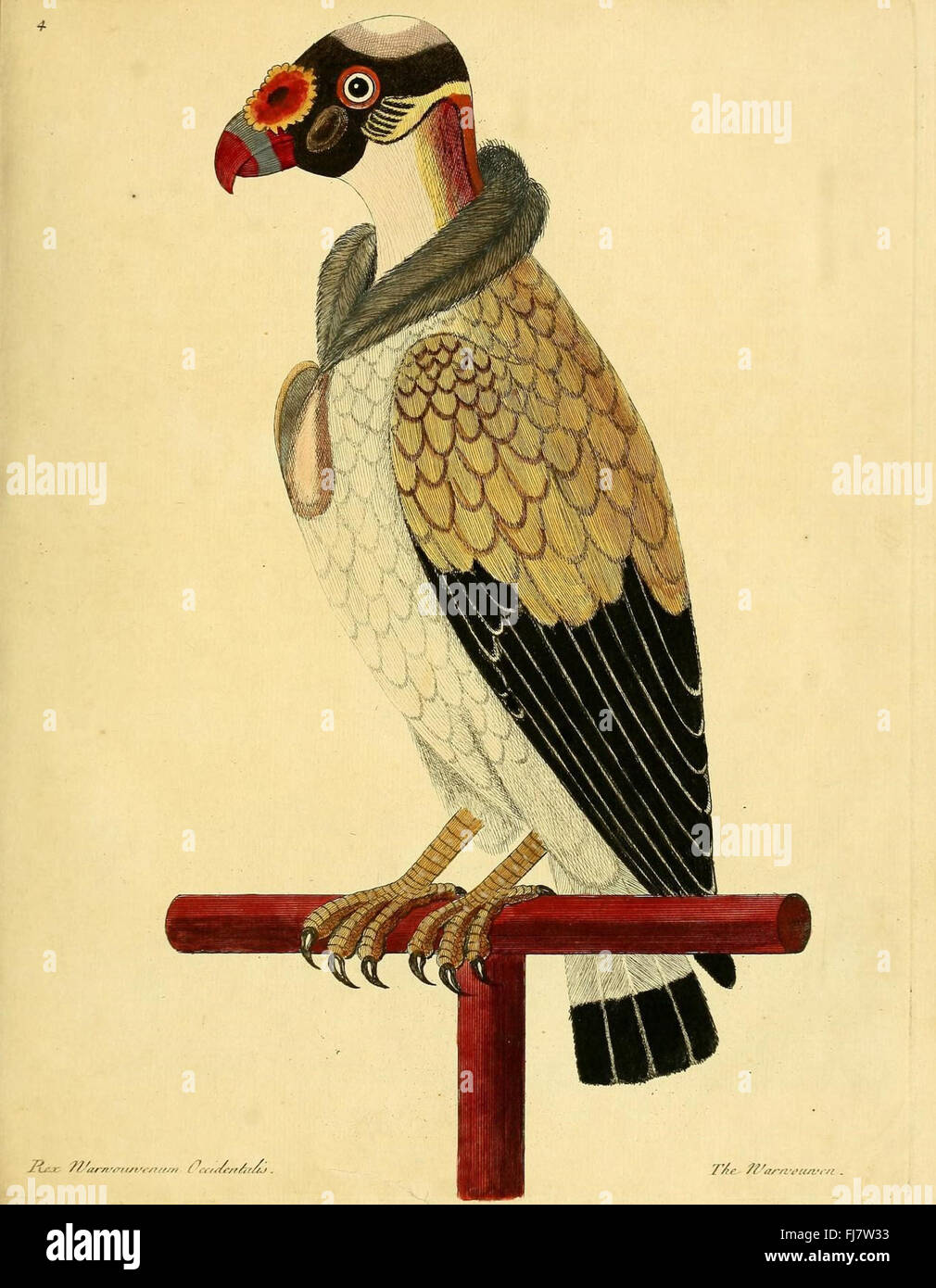 A Natural History of Birds (Numb. IV Stock Photo - Alamy