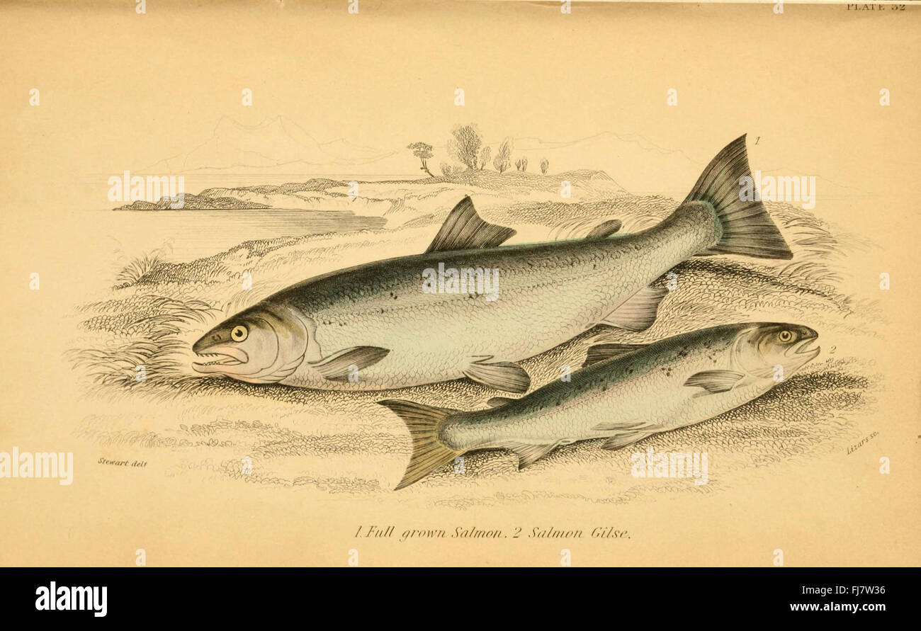 Historical works from 1507 to 1859 on the taxonomy and identification ...