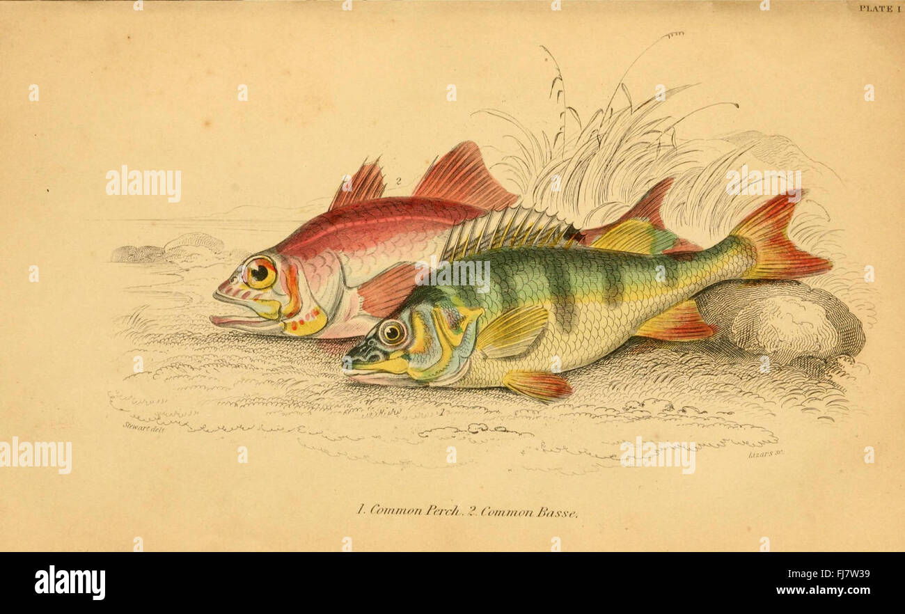 The natural history of british fishes hi-res stock photography and ...