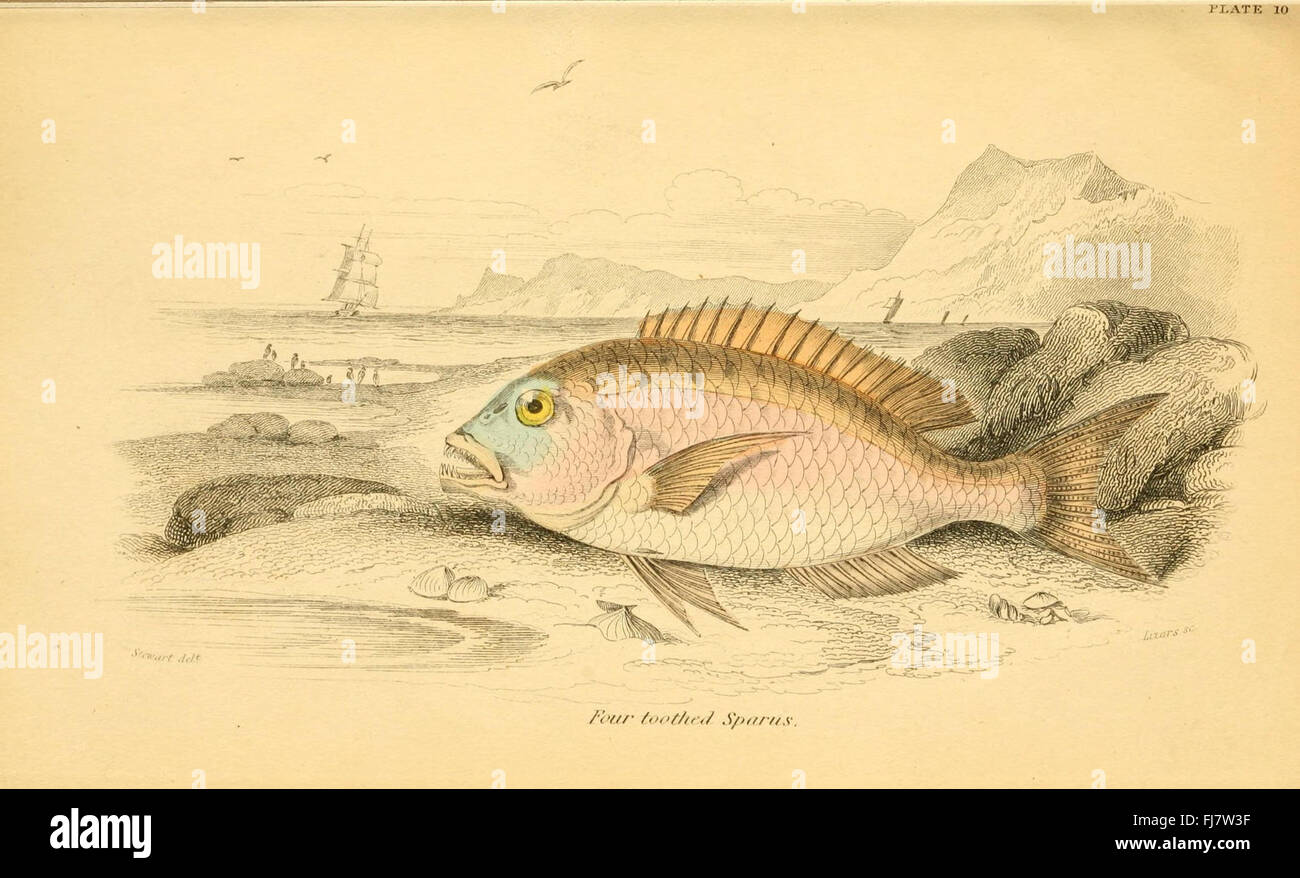 A historical account and illustration of British fish species, spanning ...
