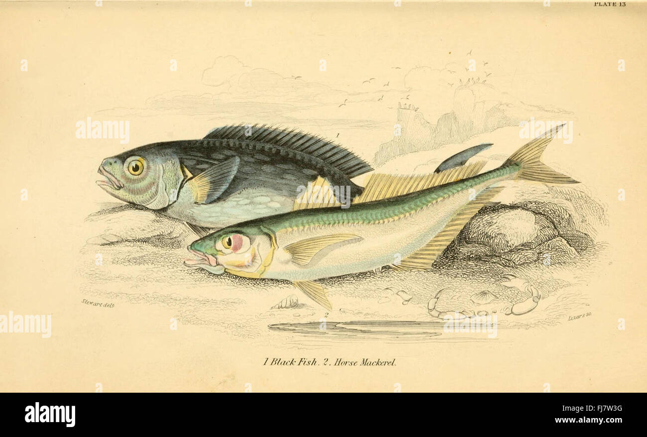 The natural history of british fishes hi-res stock photography and ...