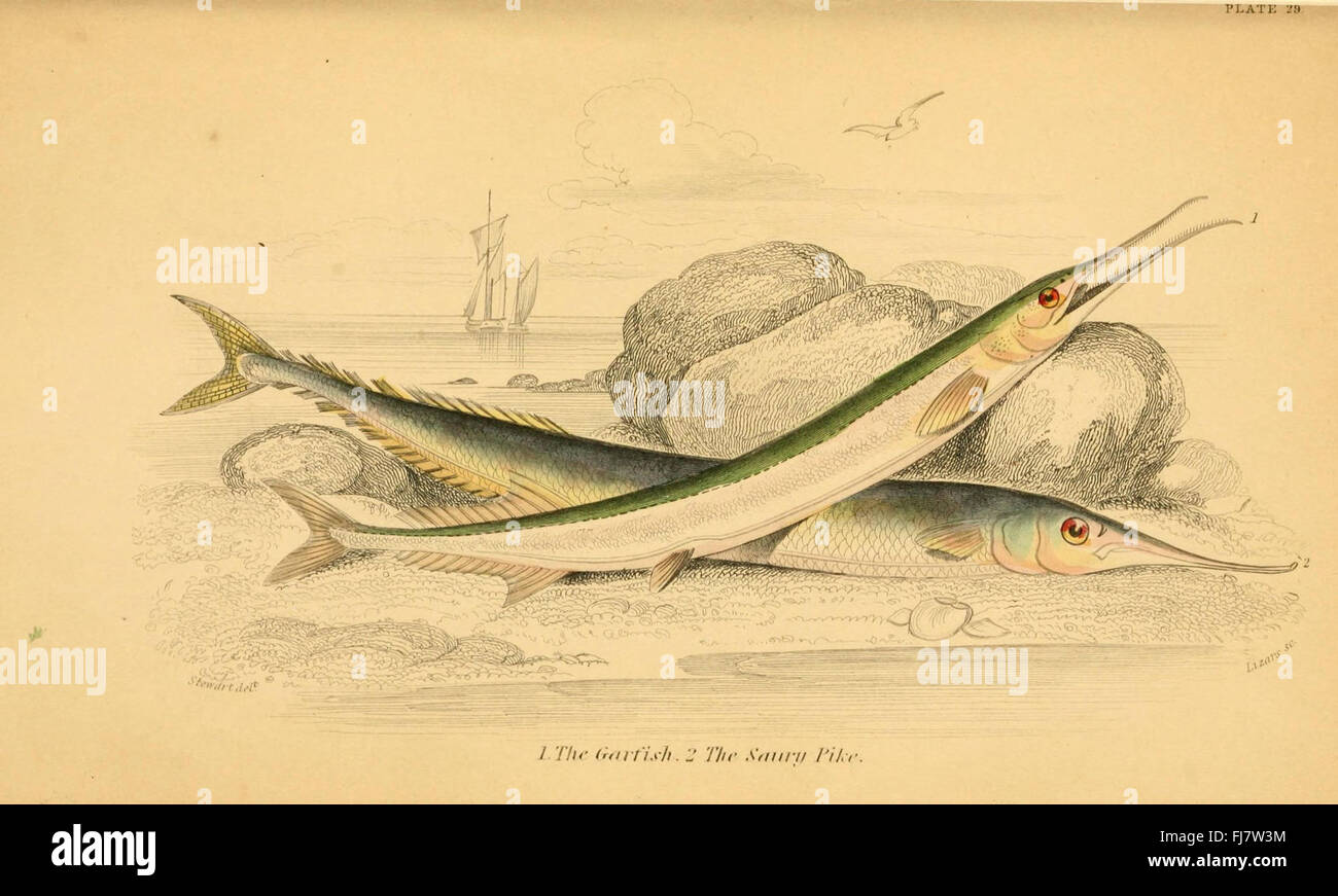 The natural history of British fishes Stock Photo - Alamy