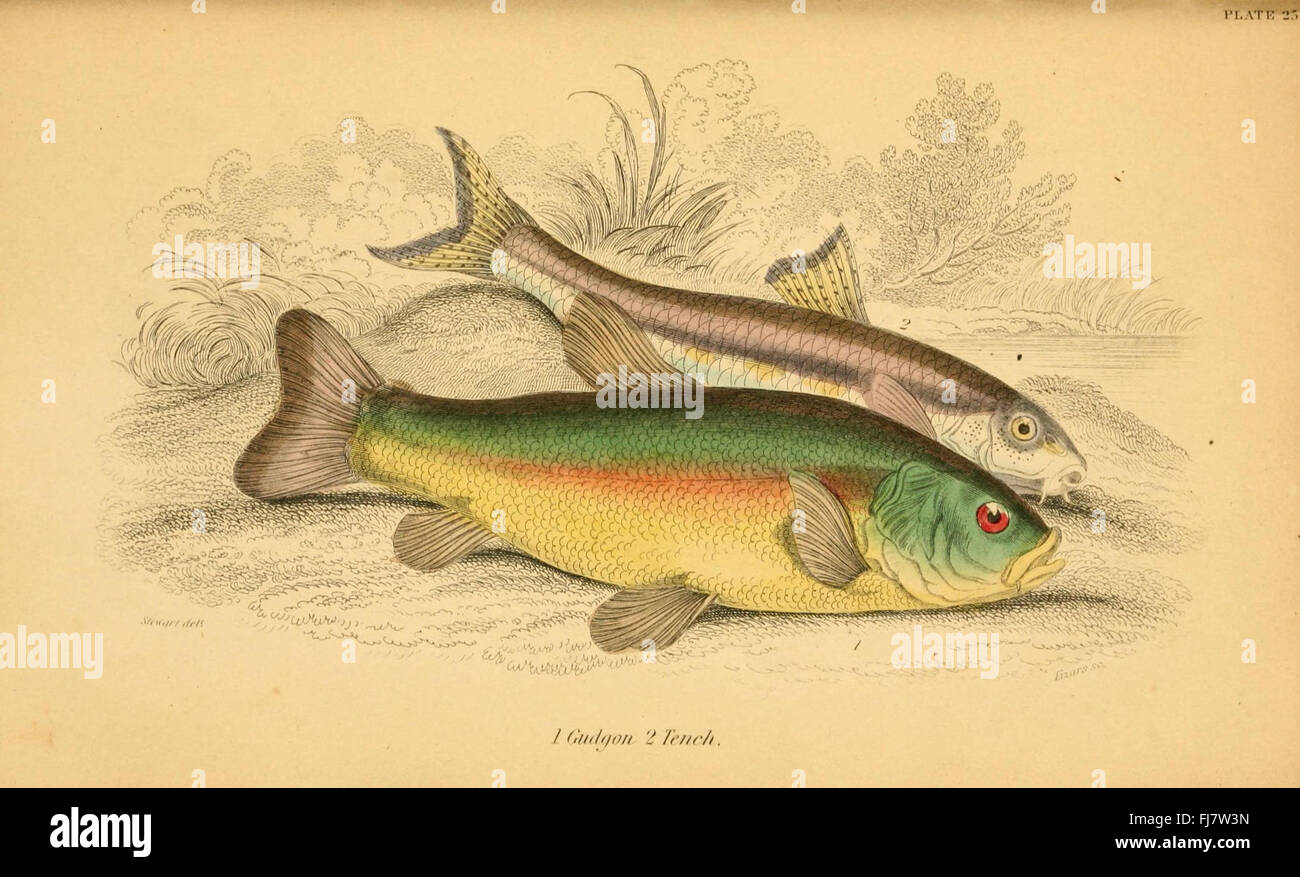 The natural history of british fishes hi-res stock photography and ...