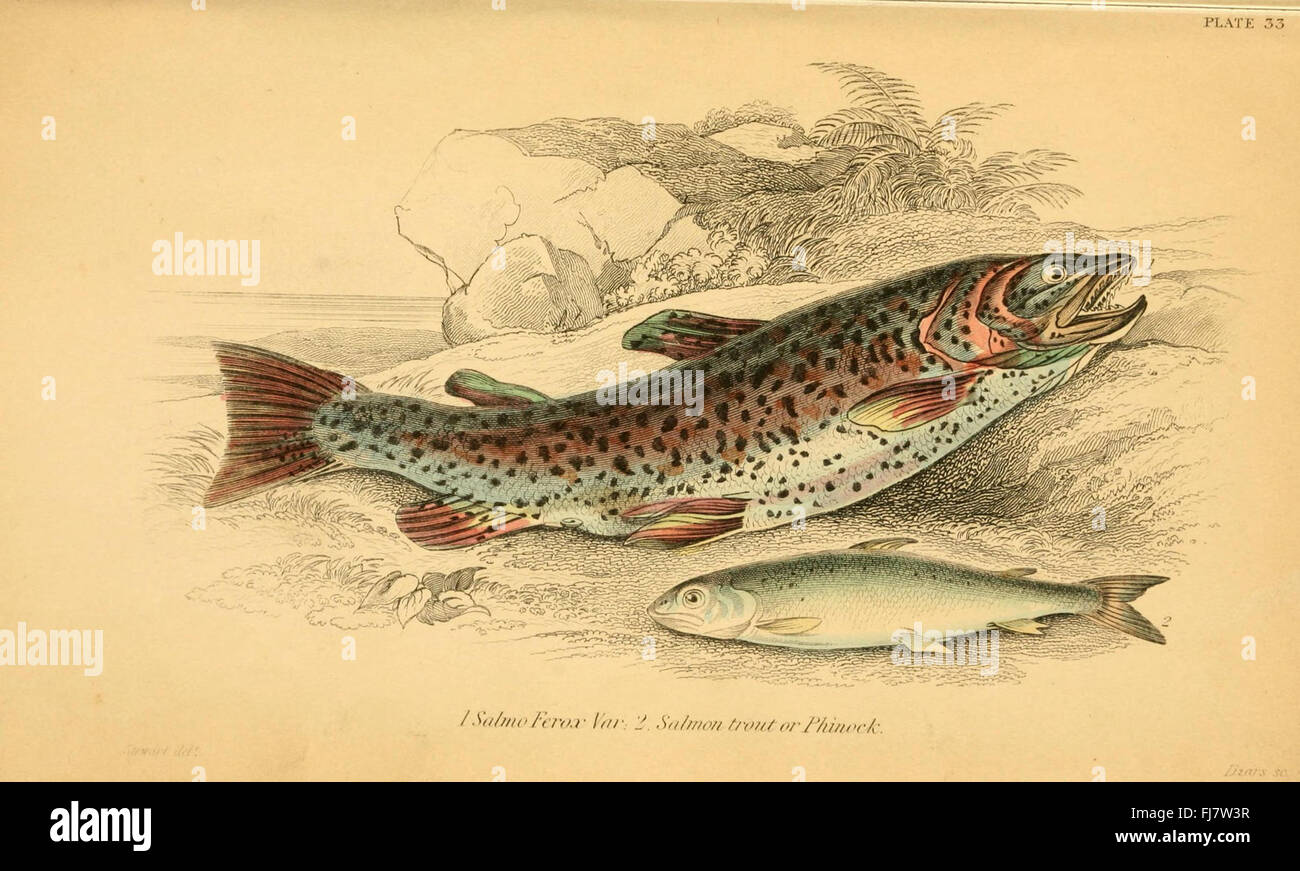 This comprehensive study covers British marine life, focusing on fish ...