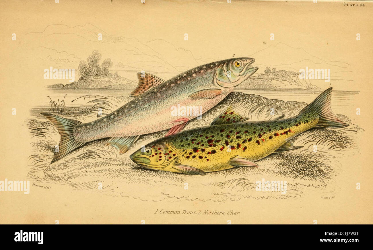 The Natural History of British Fishes (1507-1566 1769-1859 Stock Photo ...