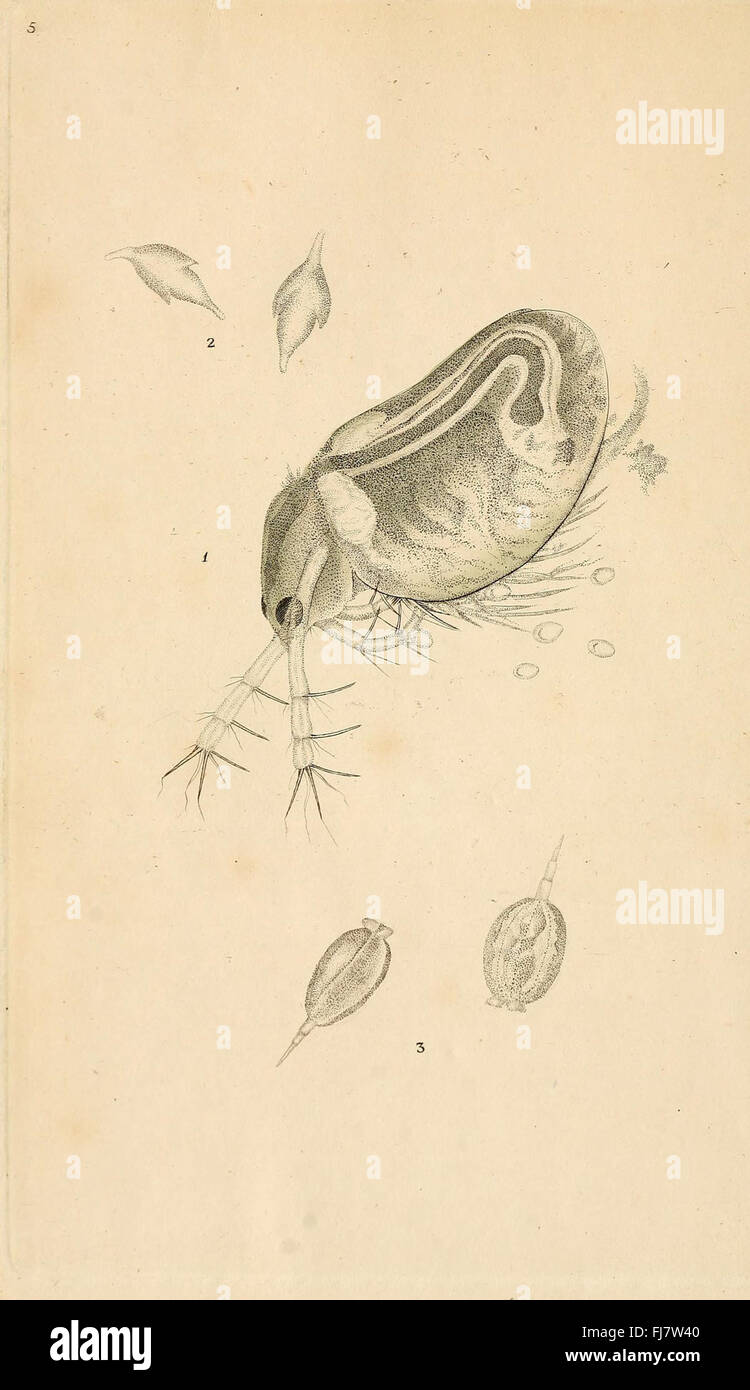 Illustration from *The Natural History of British Insects*, showcasing ...
