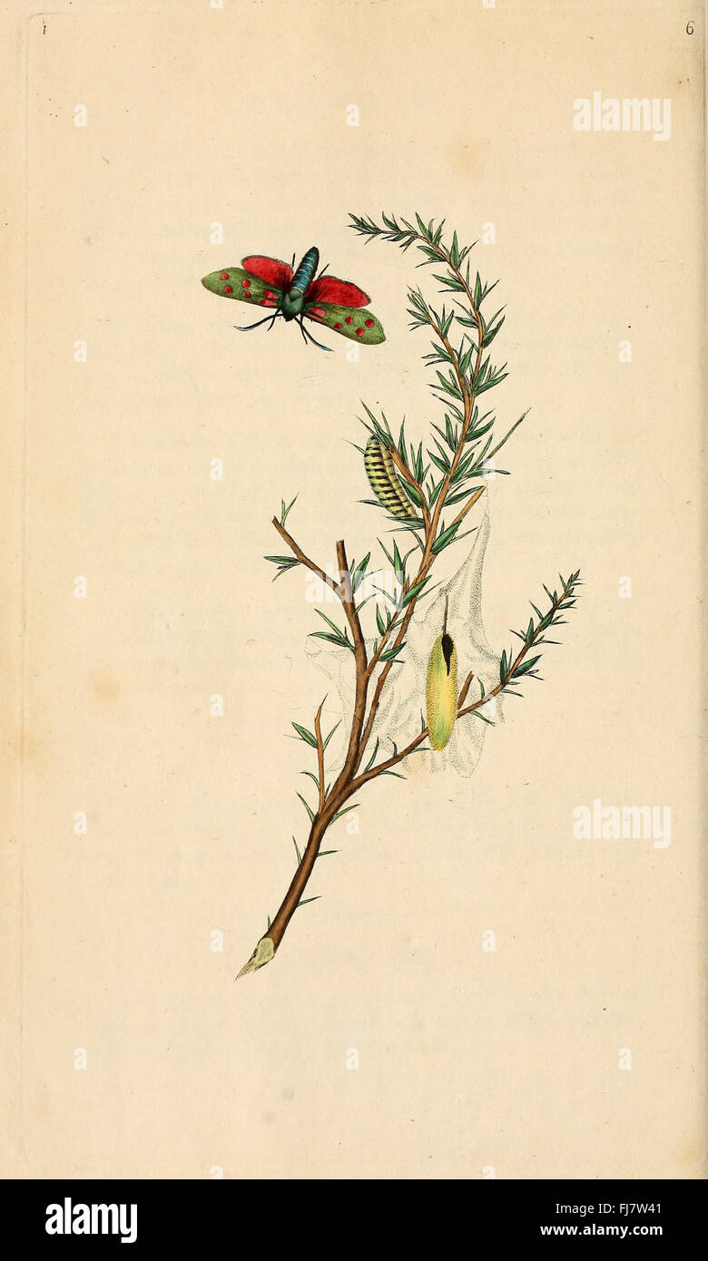 A comprehensive study of British insects, exploring various species ...