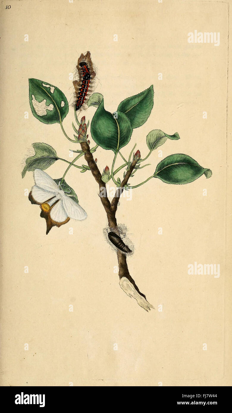 An illustrated guide to the natural history of British insects ...