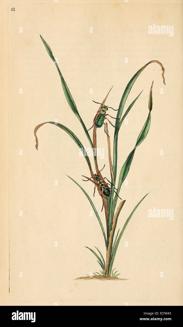 The natural history of British insects, their classification and ...