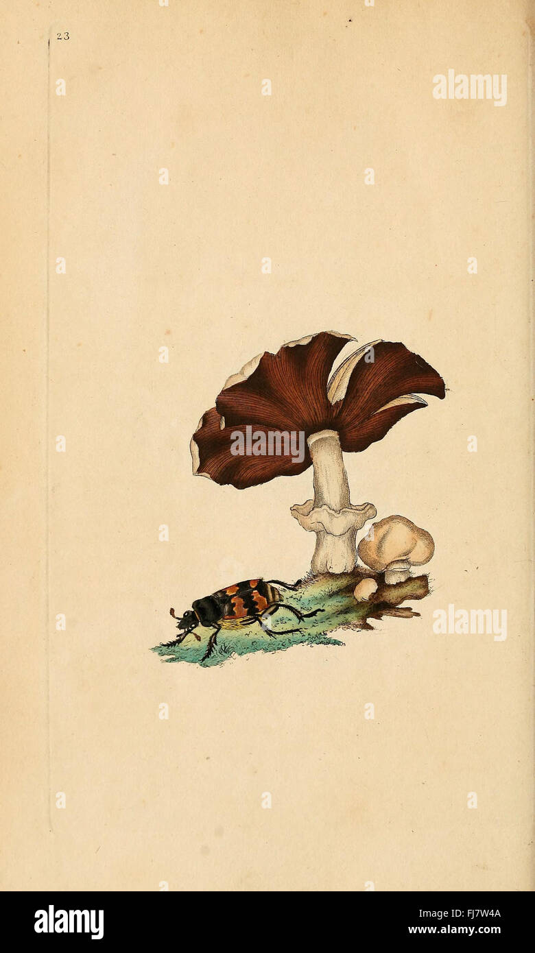 The natural history of British insects Stock Photo - Alamy