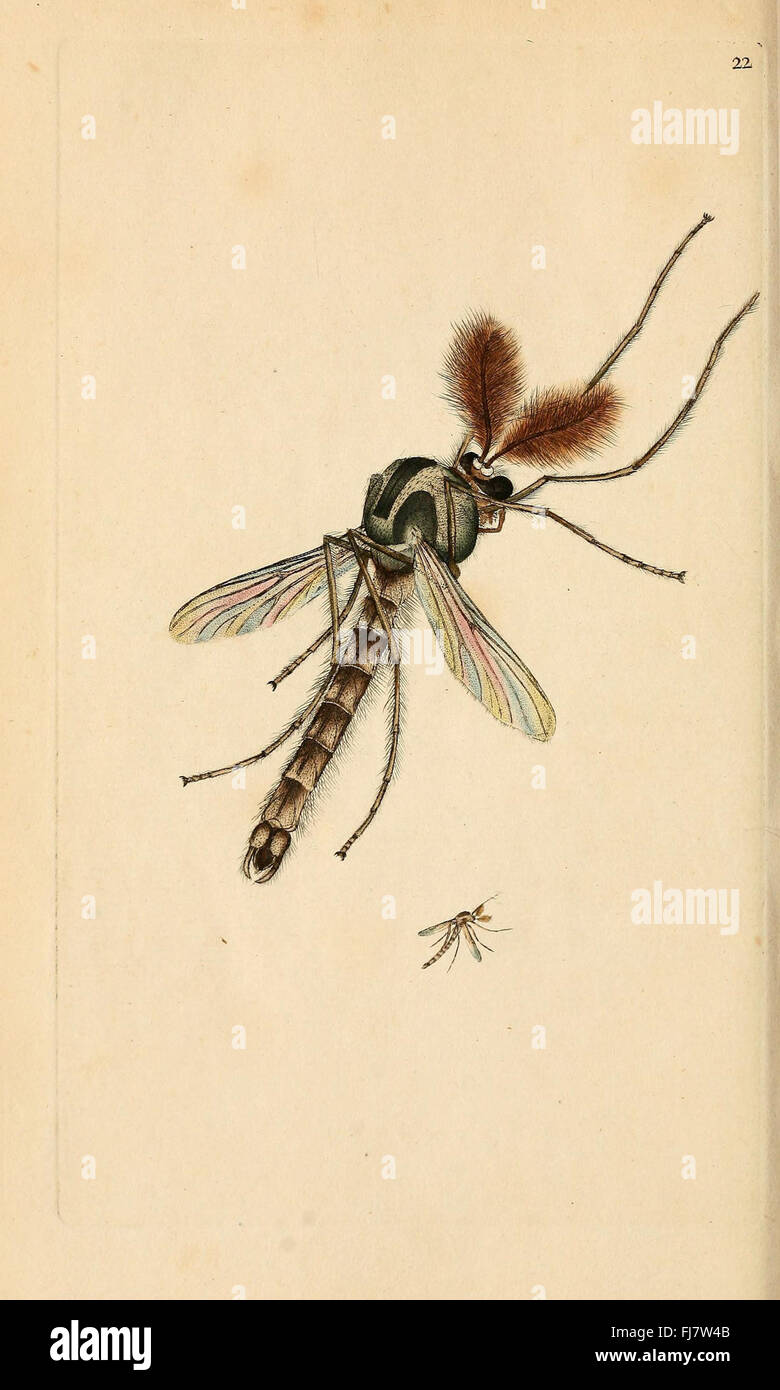 The Natural History of British Insects offers detailed descriptions and ...