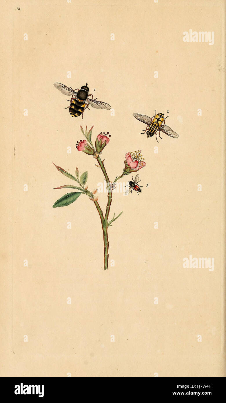 A comprehensive guide to the natural history of British insects ...