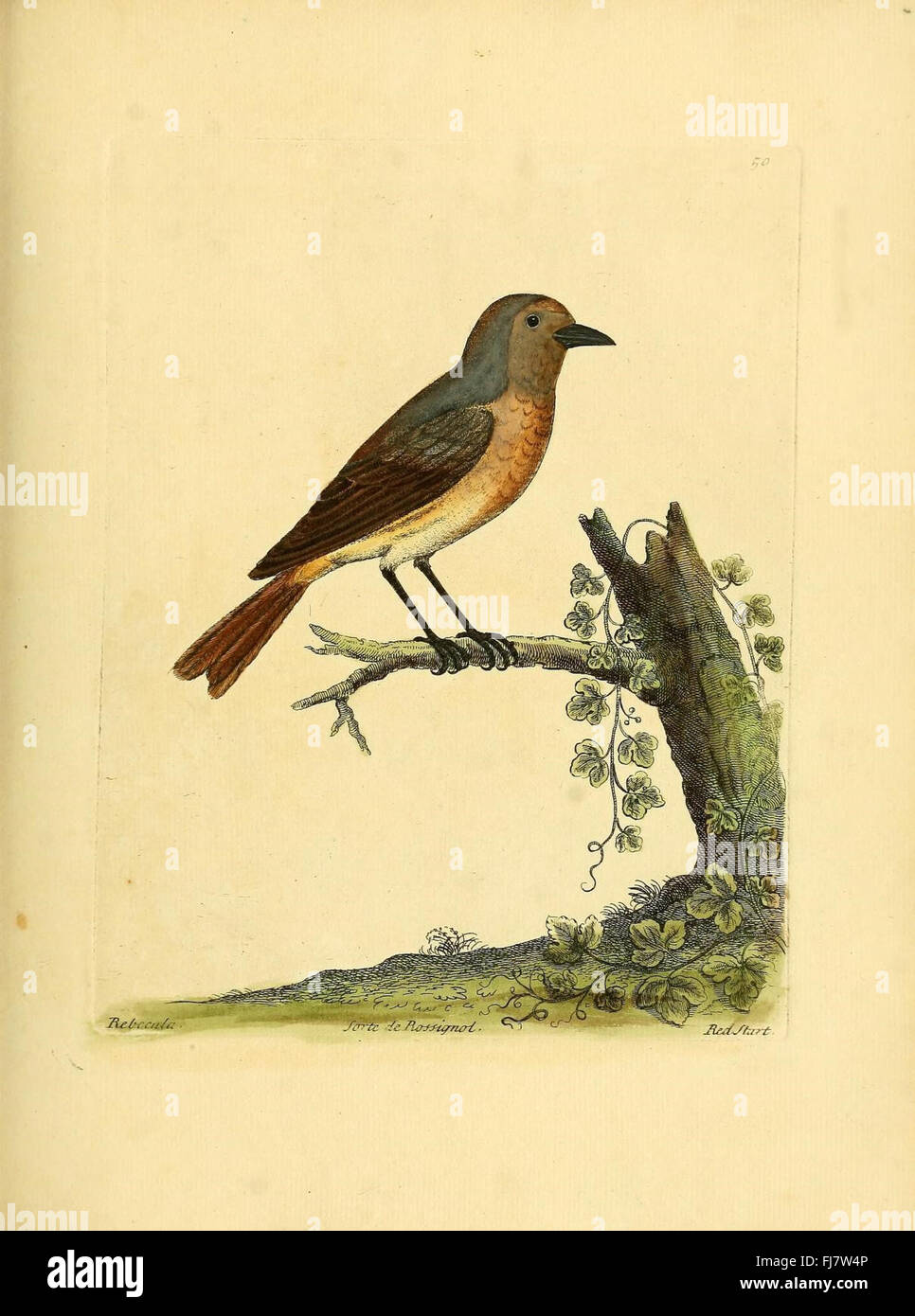 A Natural History of Birds, ornithology, bird species, Smithsonian ...