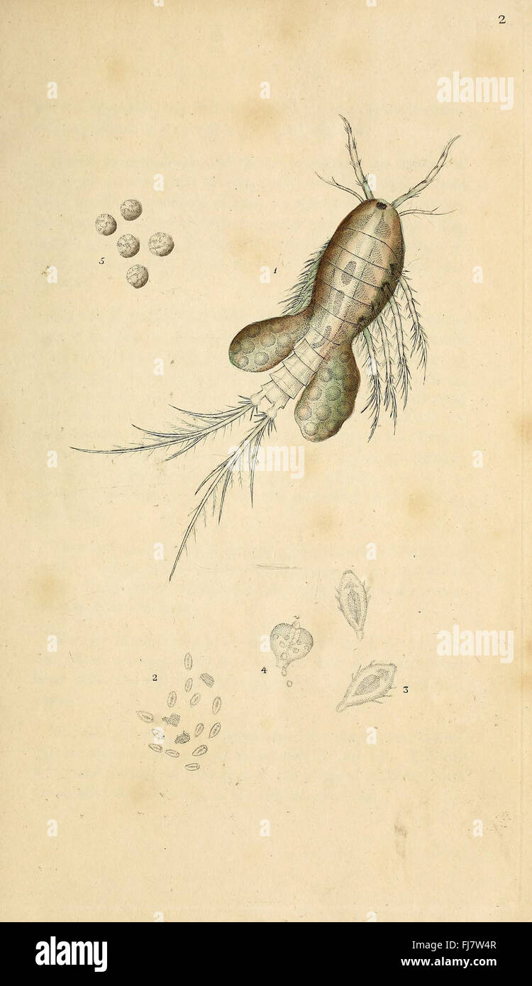 A study of British insects, detailing species, habitats, and life ...