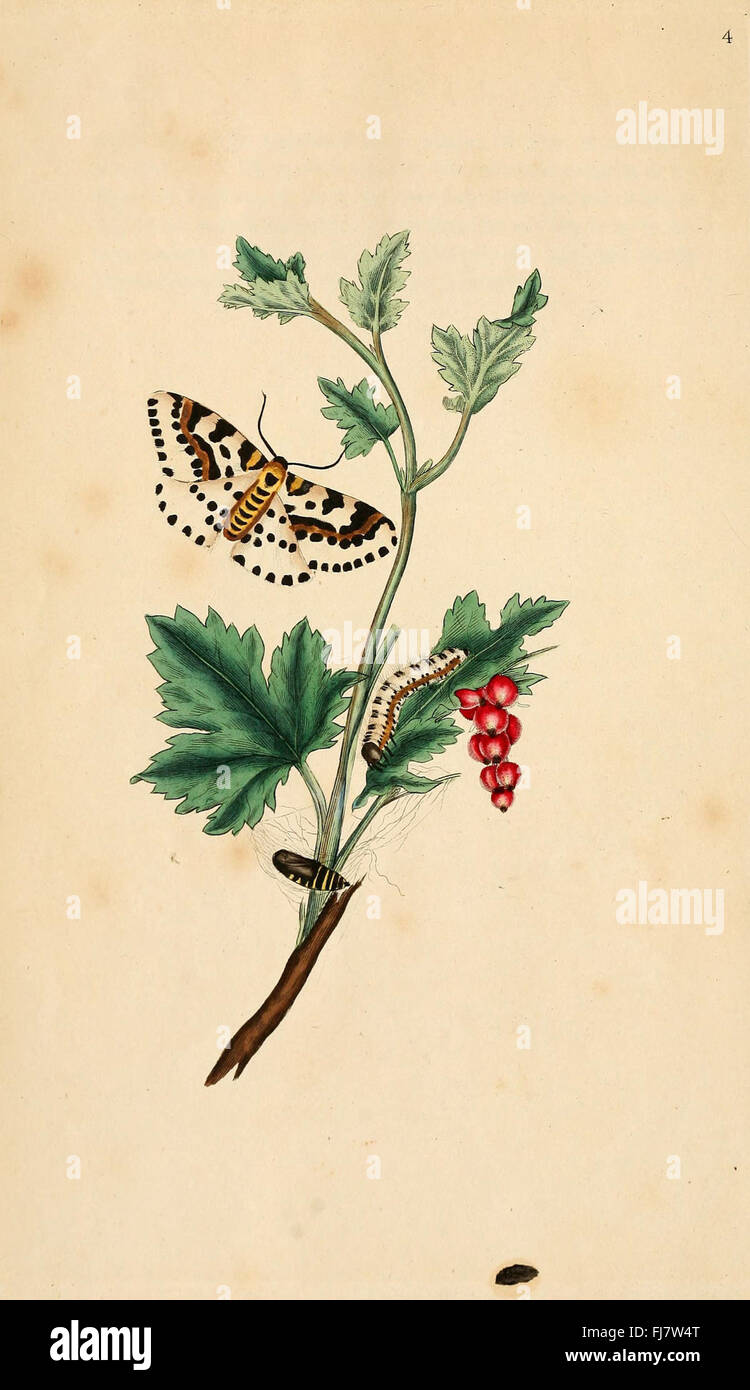 The Natural History of British Insects Stock Photo - Alamy