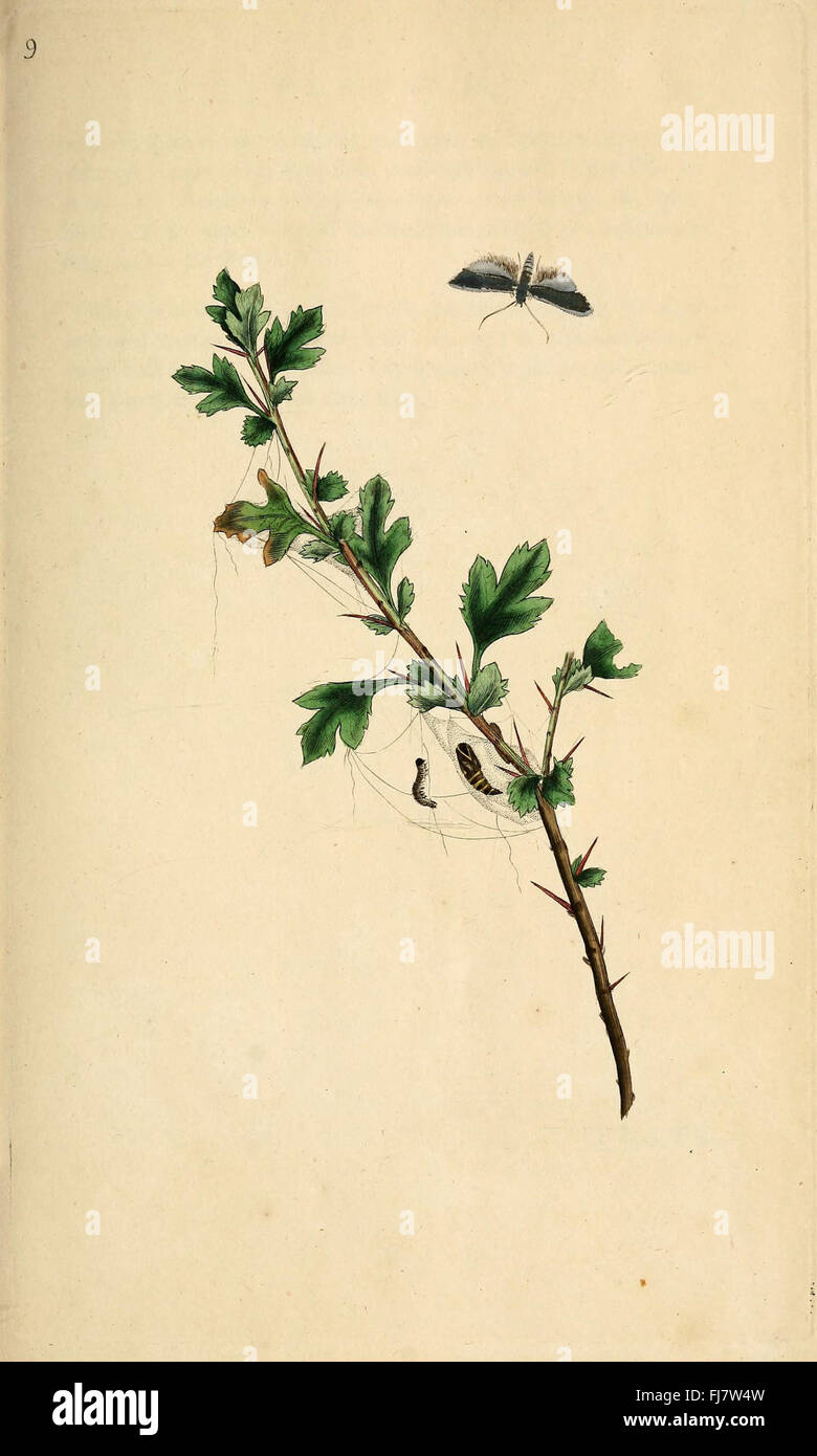 The natural history of British insects Stock Photo - Alamy