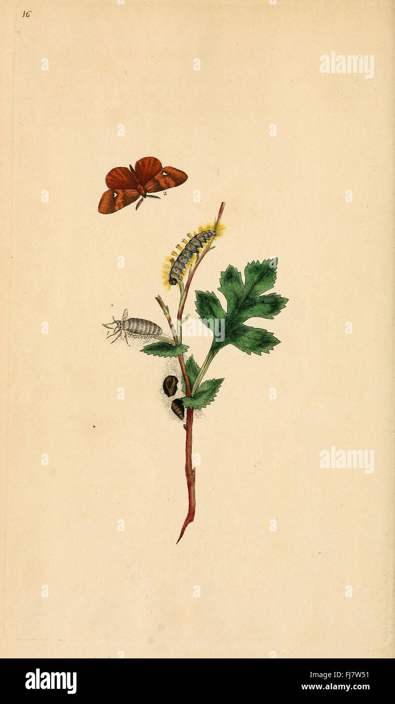 An in-depth exploration of the insects of Great Britain, detailing ...