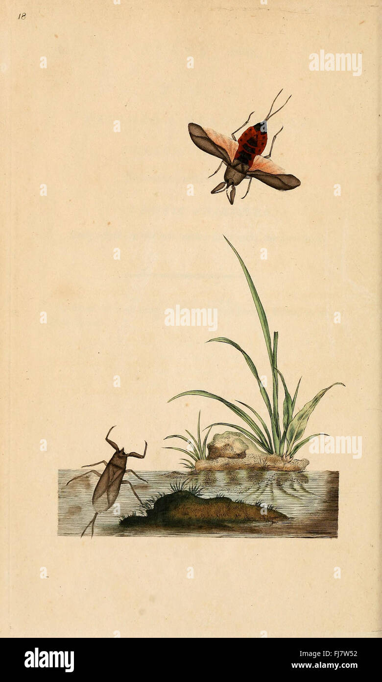 The natural history of British insects, Great Britain, Pictorial works ...