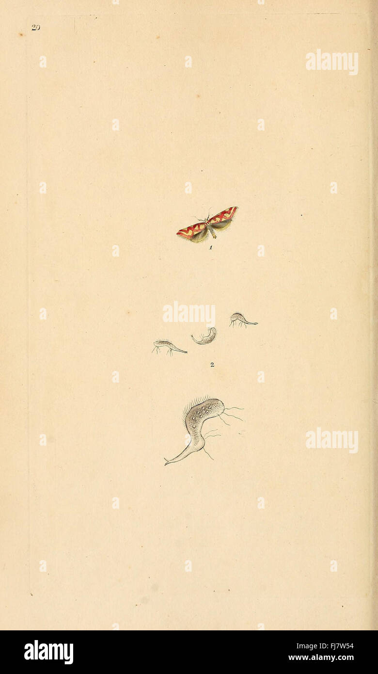 A visual guide to the natural history of British insects, showcasing ...