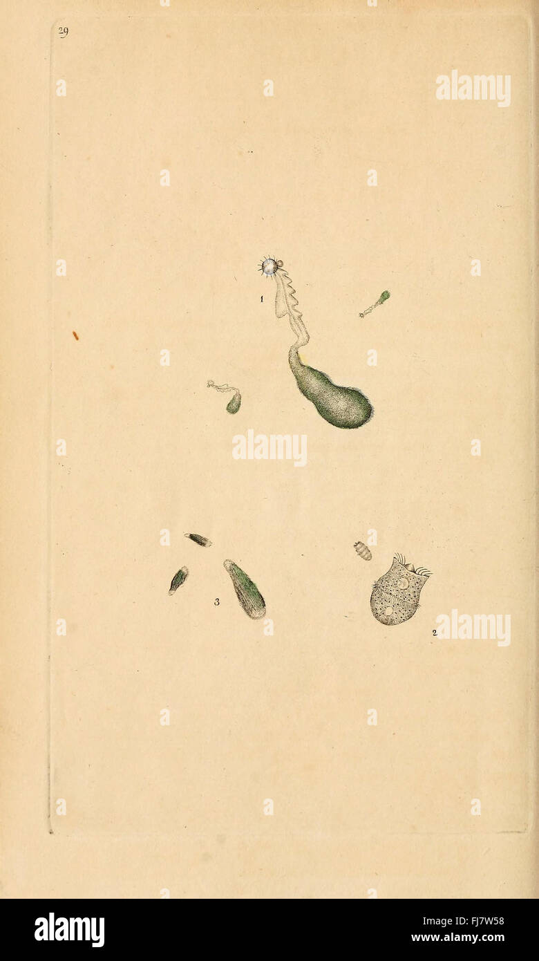 The natural history of British insects: A detailed study of insect ...