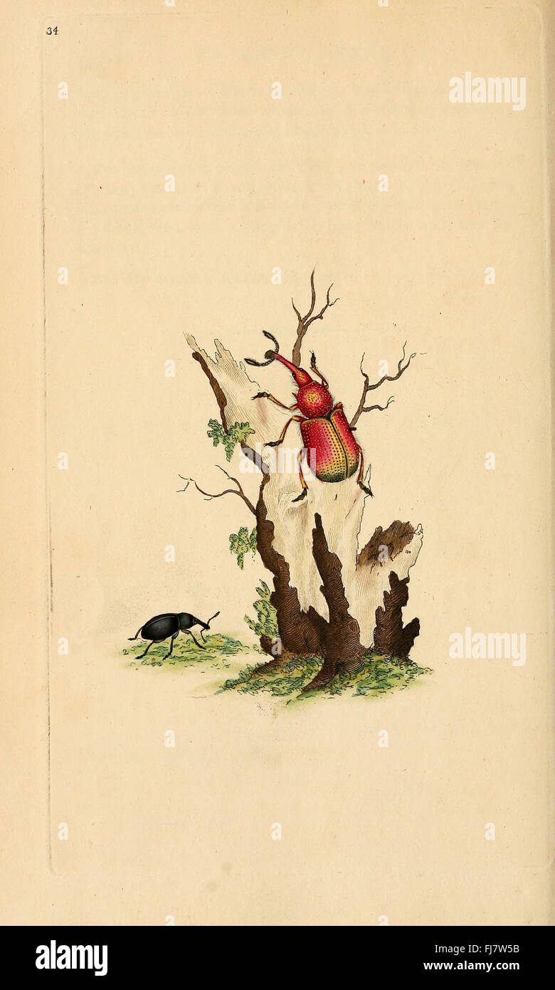 The natural history of British insects, Insects, Great Britain Stock ...