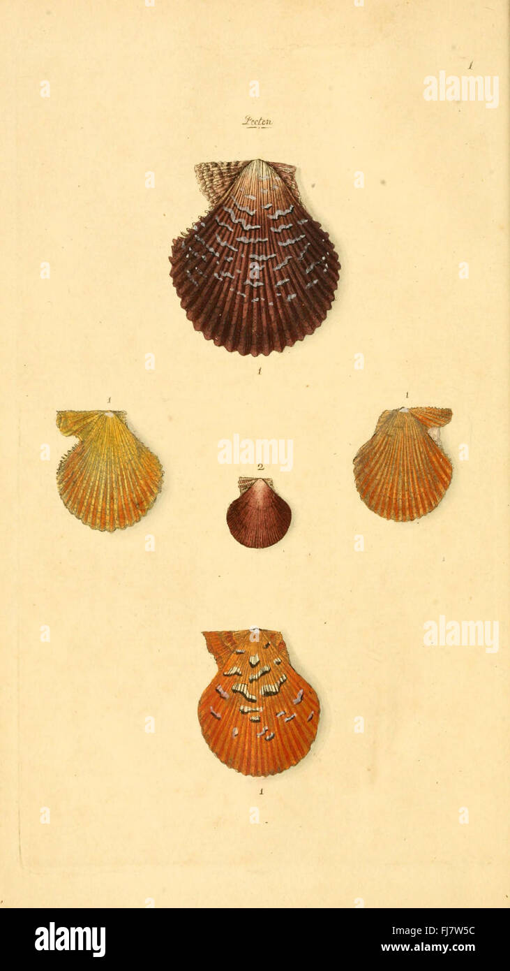 The natural history of shells in Great Britain, Plate 1 Stock Photo - Alamy
