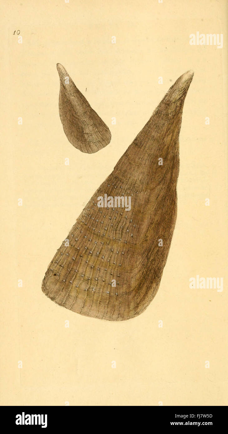 Illustrated guide to British shells, Plate 10 Stock Photo - Alamy