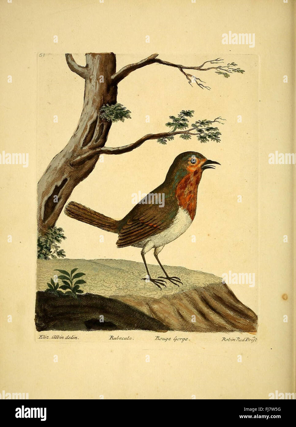 A Natural History of Birds (Numb. LI) - Early 19th-century illustrated ...