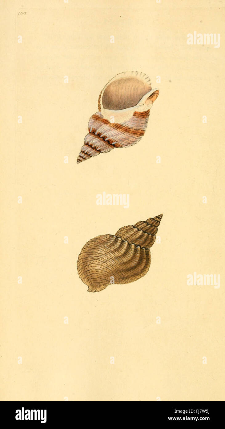 Shells pictorial works hi-res stock photography and images - Alamy