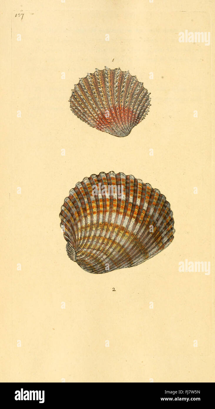 This study examines British shells, including mollusk species and shell ...