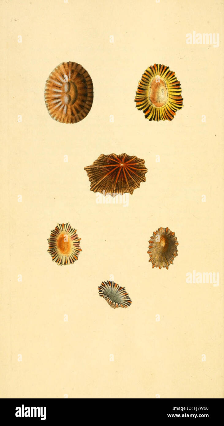 The natural history of British shells (Plate 14 Stock Photo - Alamy