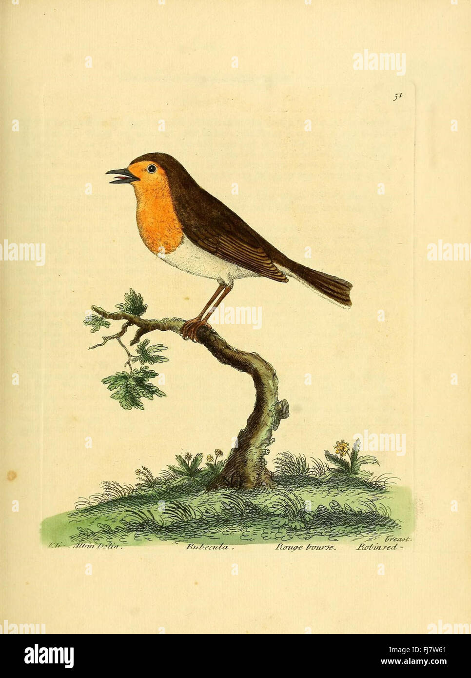 A volume from 'A Natural History of Birds,' providing insights into ...