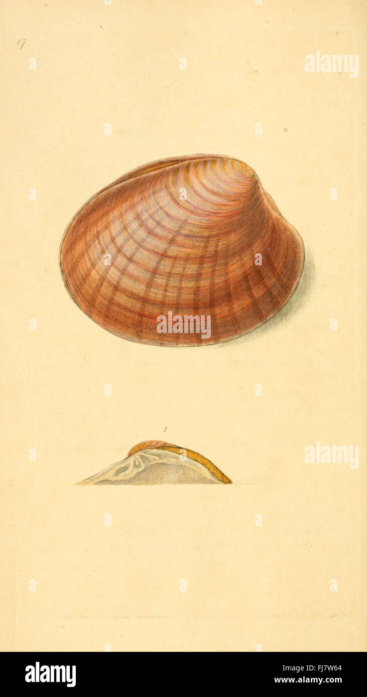 The natural history of British shells with detailed illustrations ...