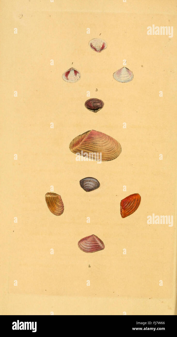An informative plate from 'The Natural History of British Shells ...