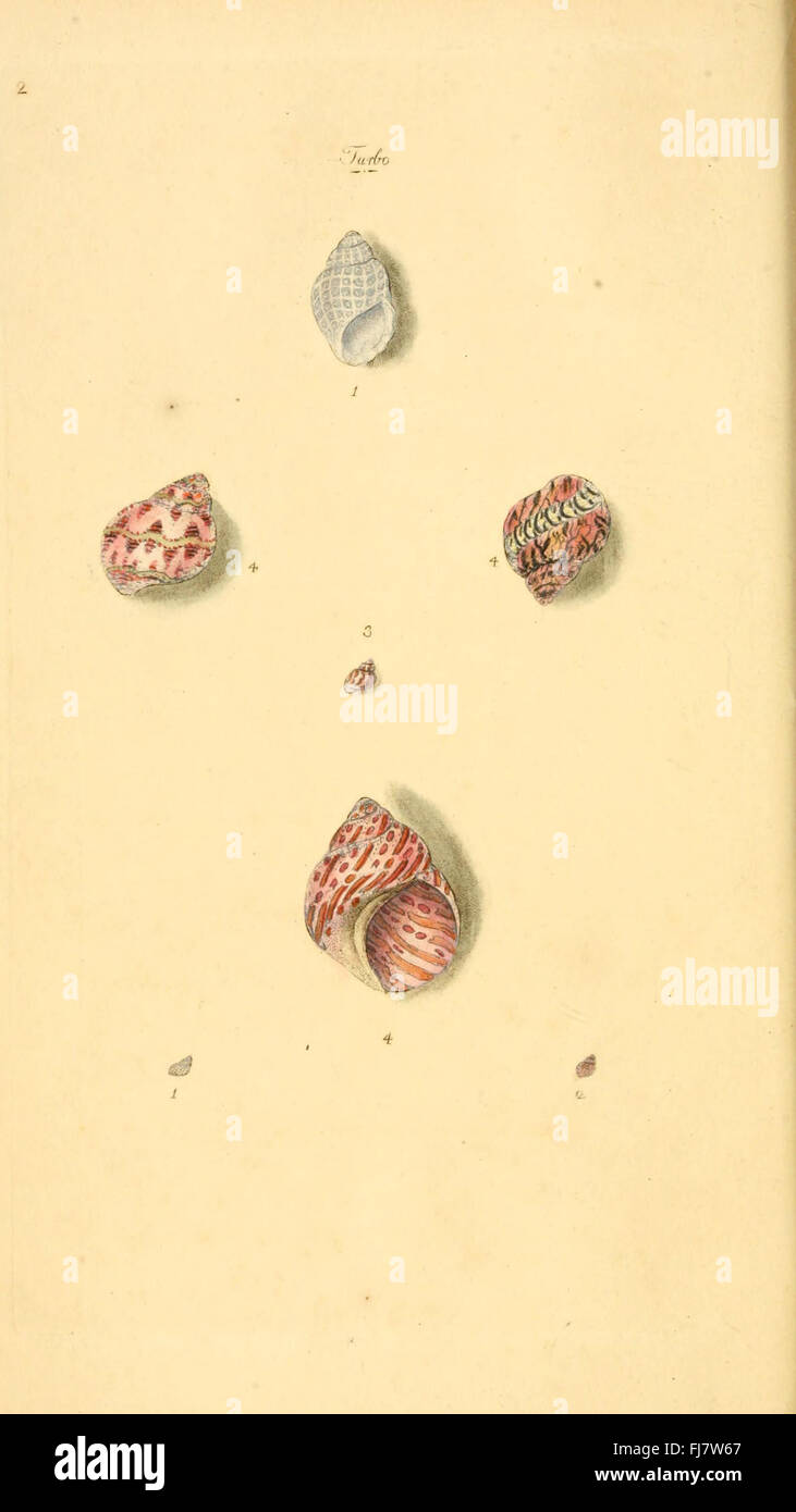 A study of British shells, featuring an illustration of various shell ...