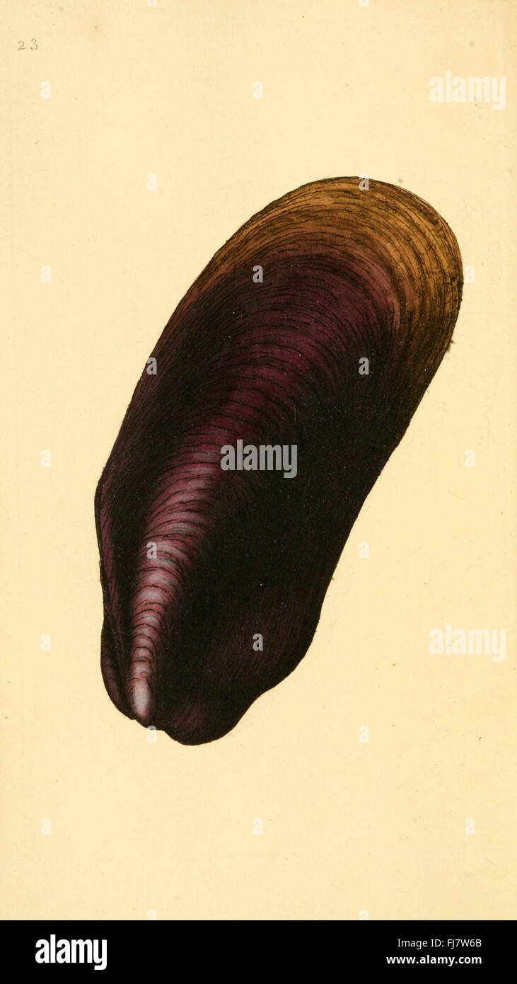 The natural history of British shells (Plate 23), Great Britain ...