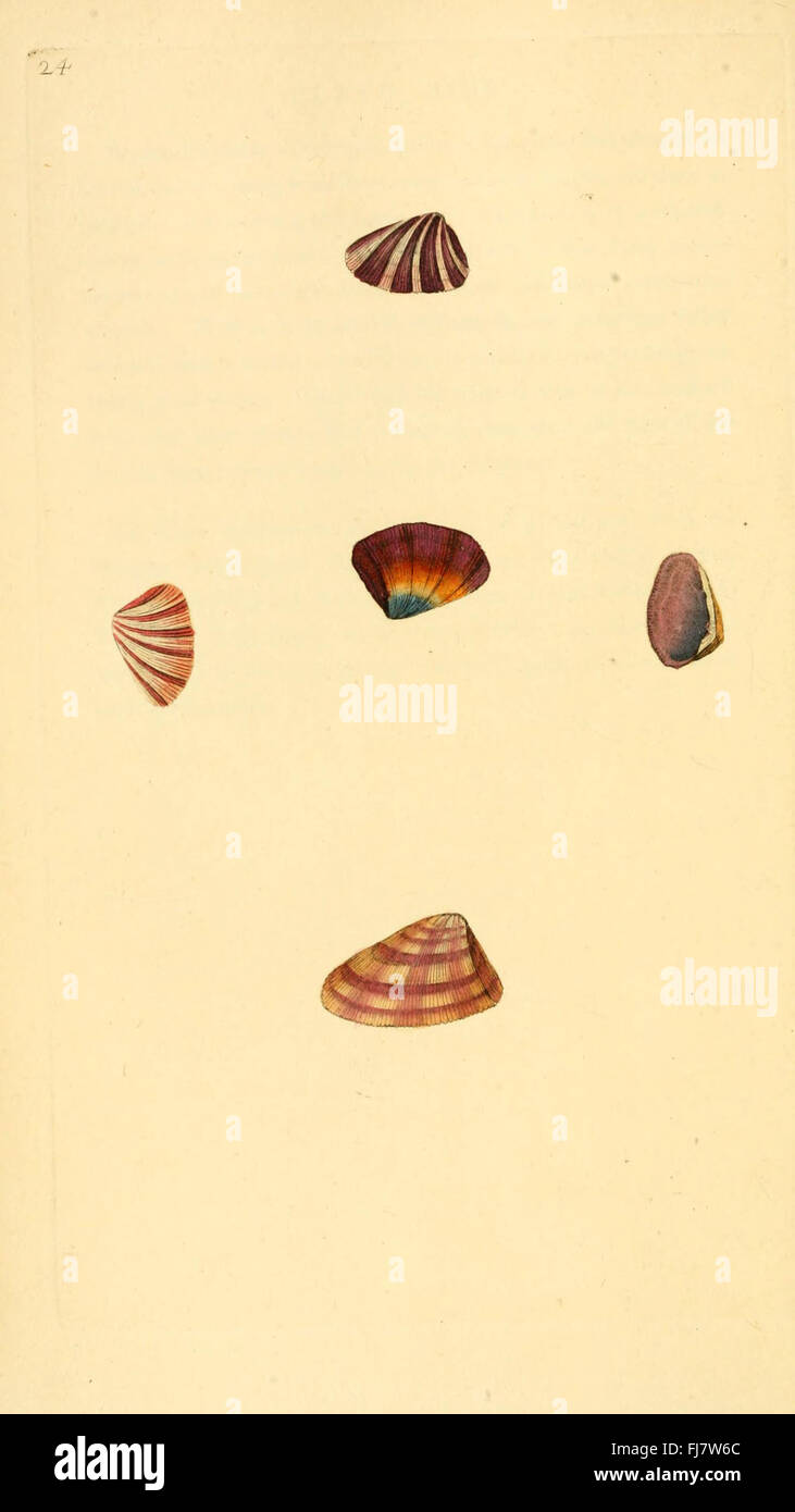The natural history of British shells (Plate 24), Great Britain ...