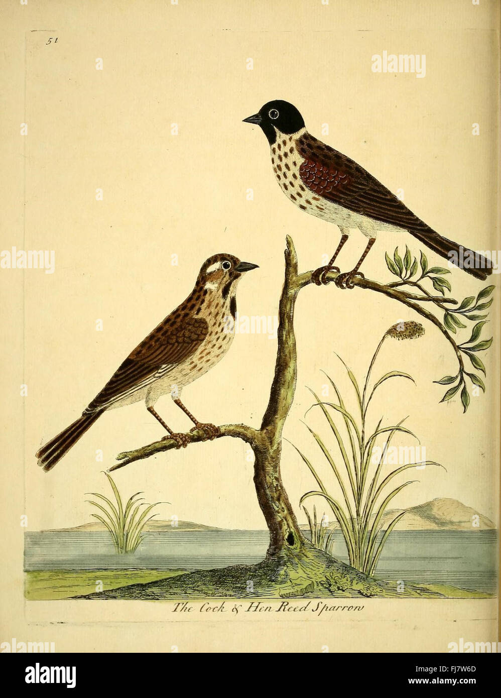 A natural history of birds (Numb. LI) ,Birds Early works to 1800 ...