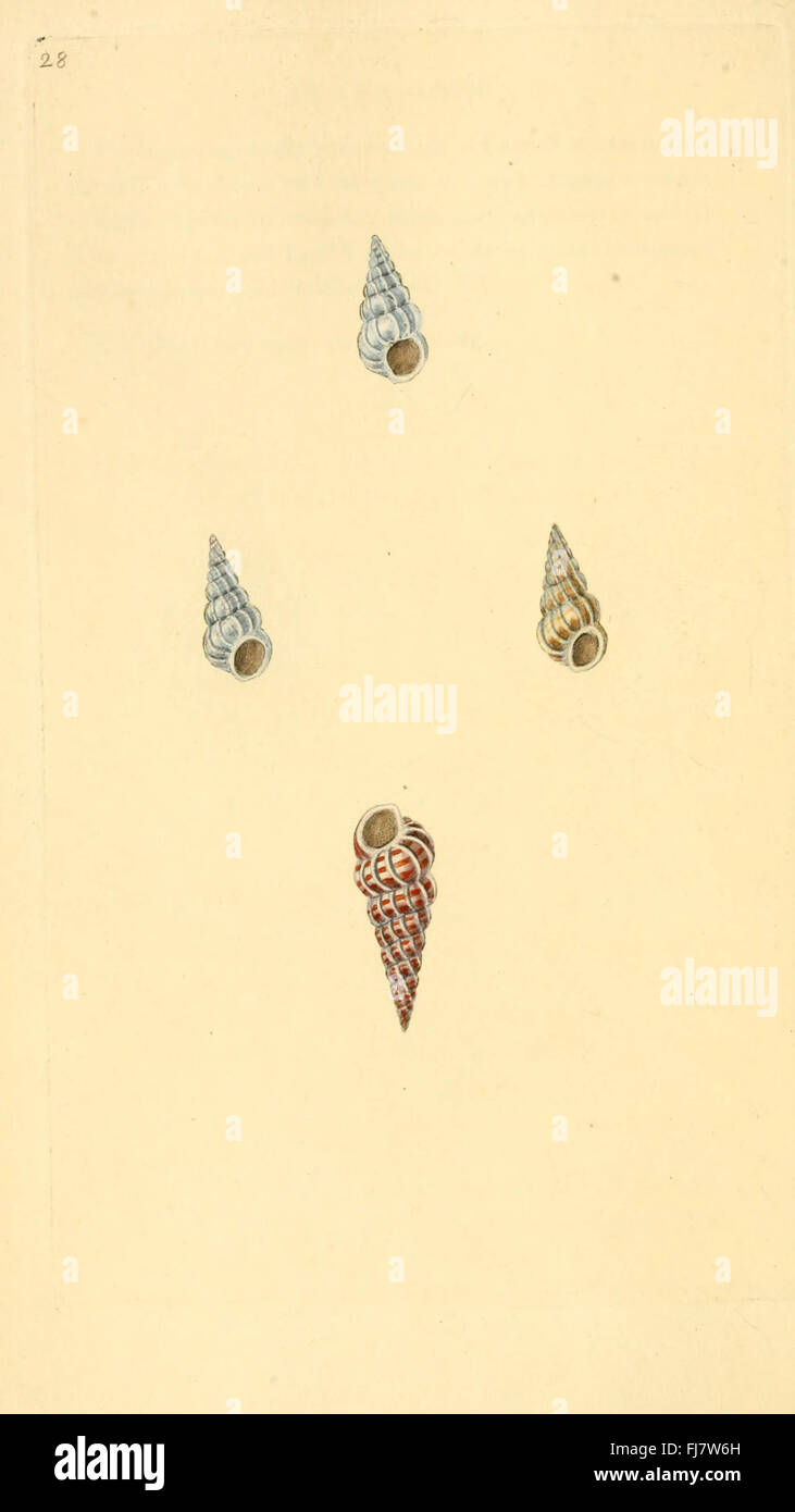Various british shell species hi-res stock photography and images - Alamy