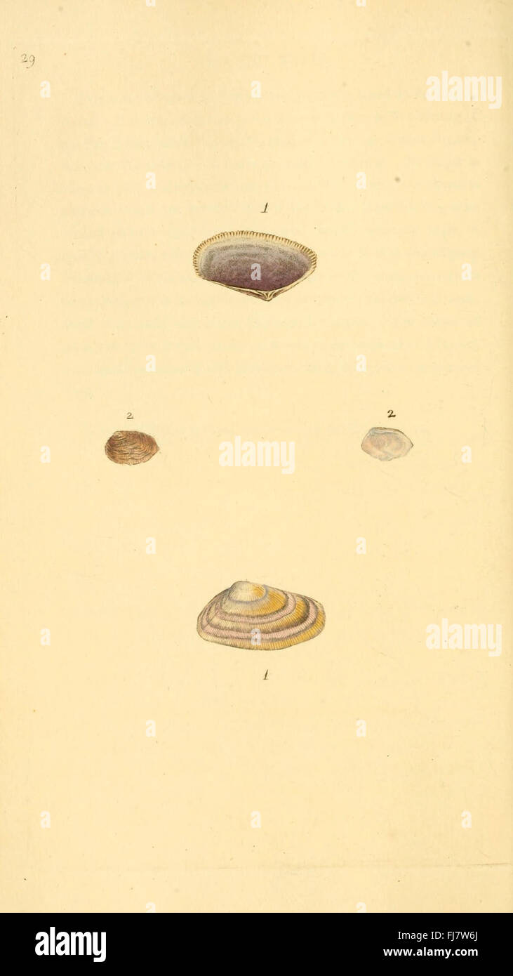 Plate 29 of *The Natural History of British Shells* illustrates various ...