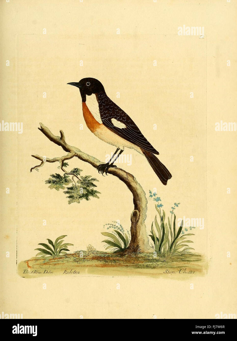 A natural history of birds (Numb. LII), Birds Early works to 1800 ...
