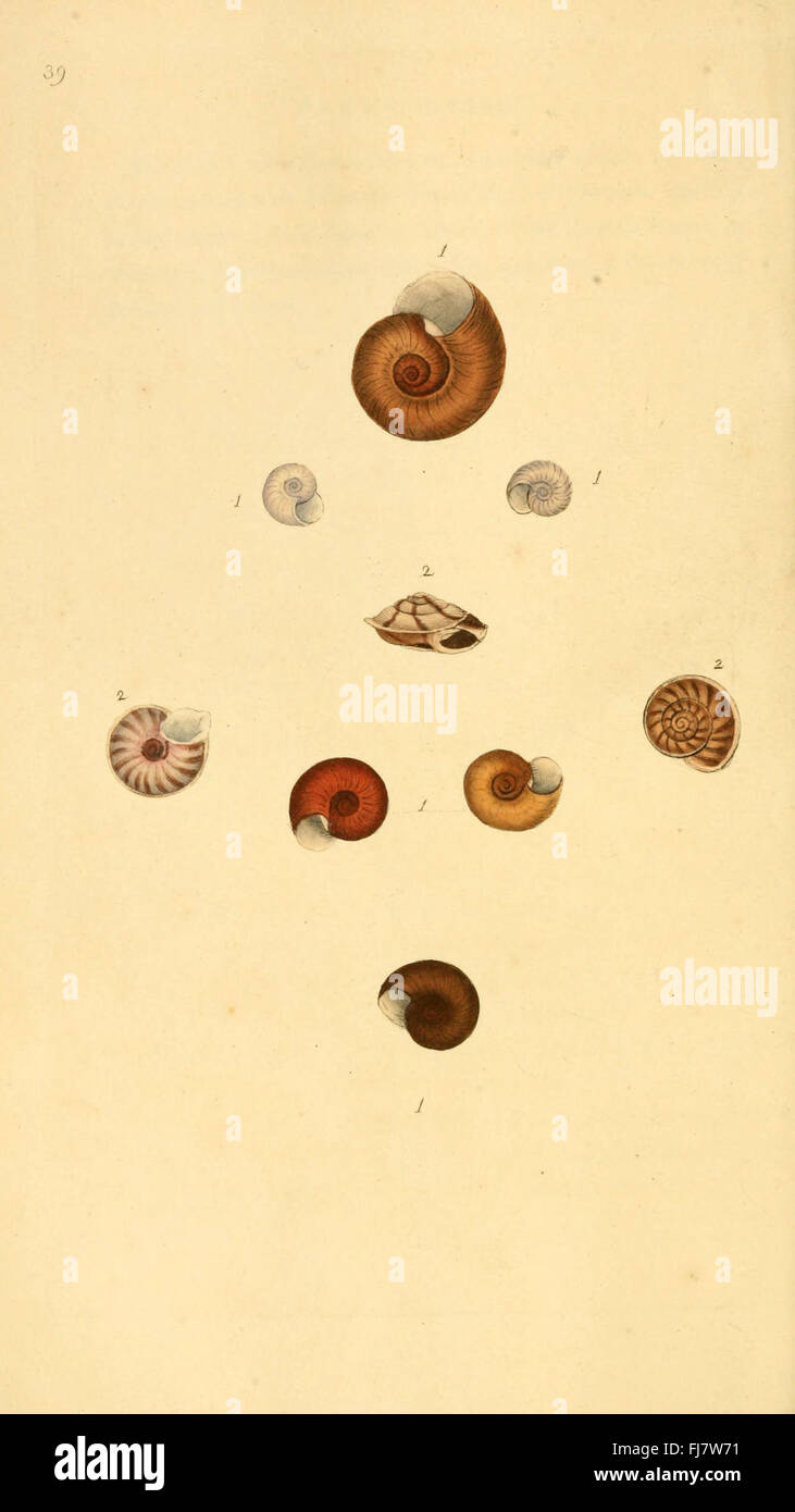Plate 39 from 'The Natural History of British Shells', showcasing ...